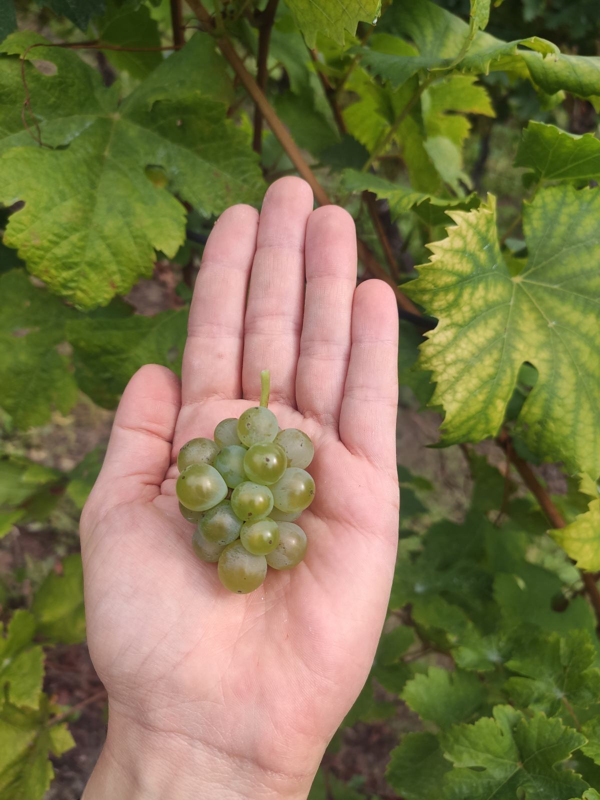 Vrhunsko Bijelo Grožđe - Pregrada Vrhi