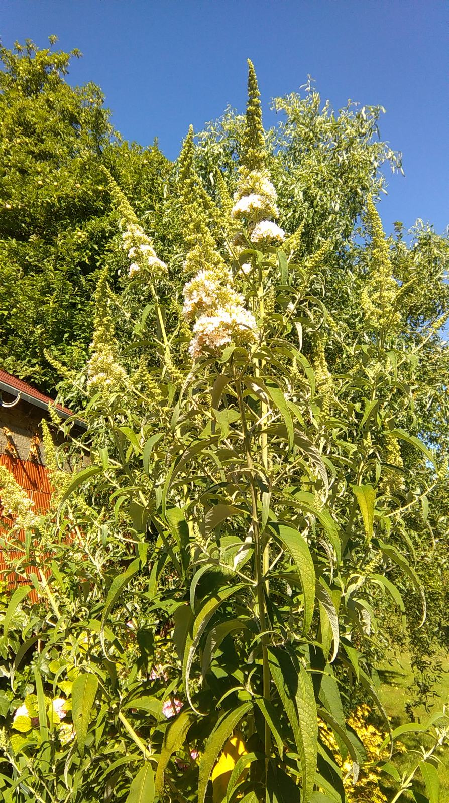 BIJELI LJETNI JORGOVAN - TEGLI -VISINA - 2 M I VIŠE