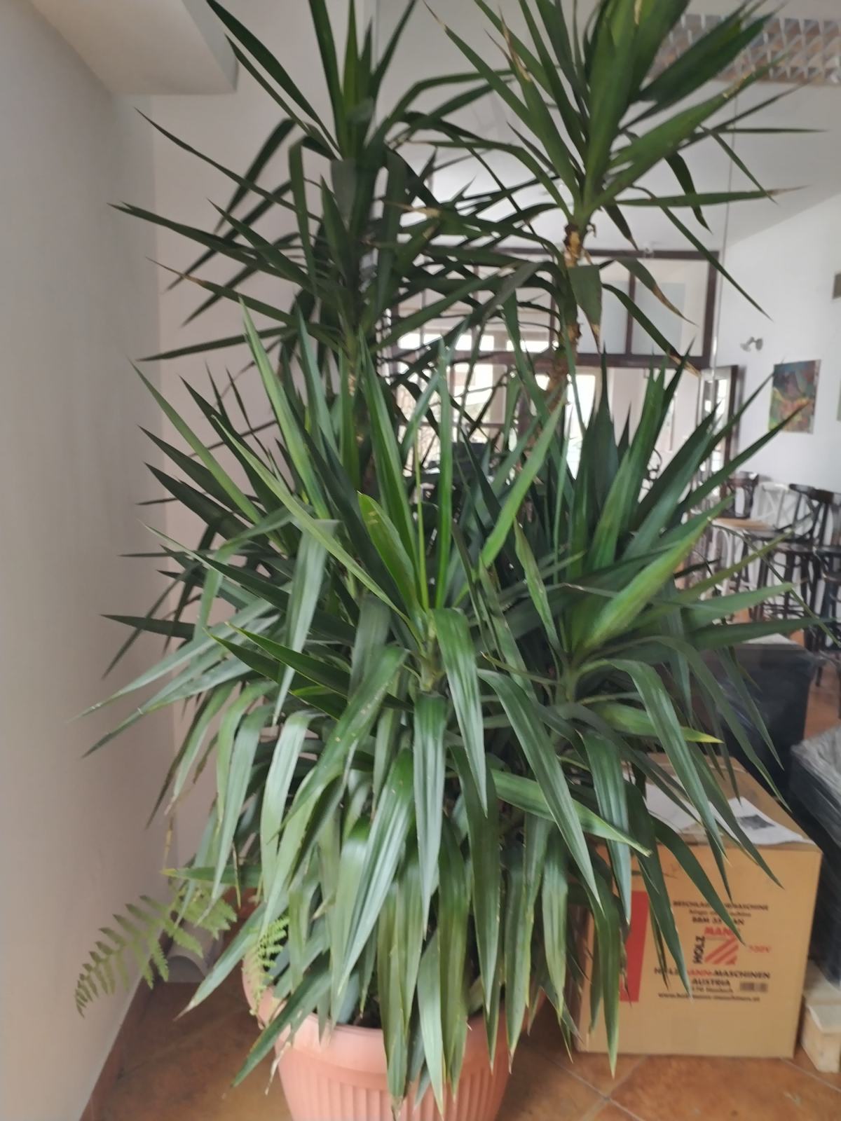 Yucca ( drvo zivota, juka, palma)