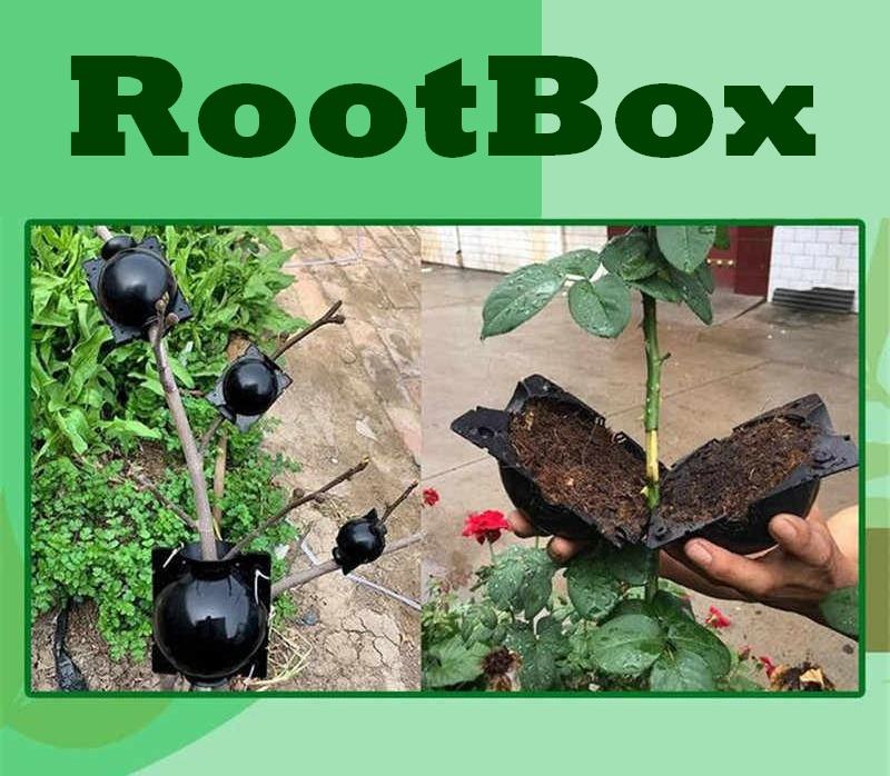 RootBox kalupi za ukorjenjivanje - * NOVO