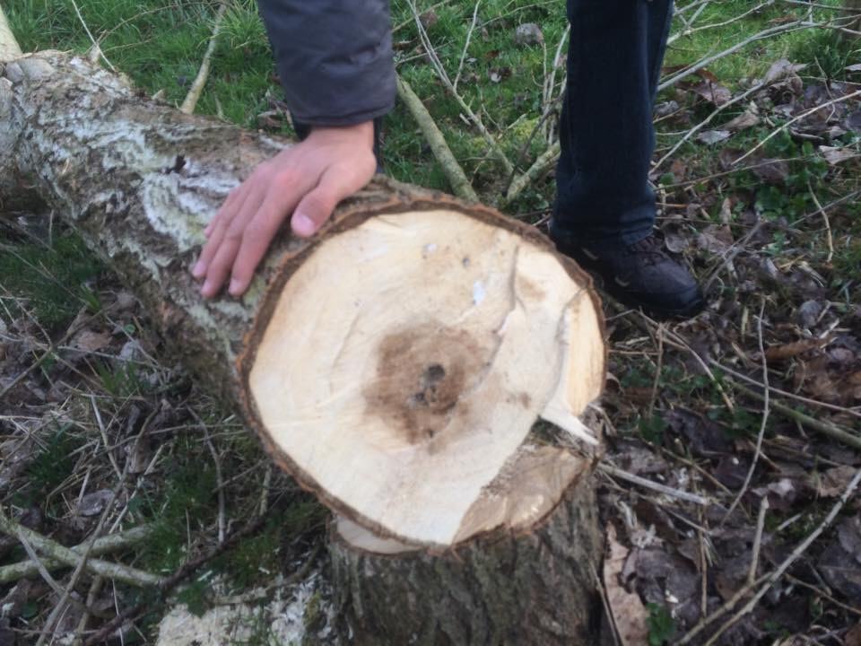 Sadnice topole (klonovi)