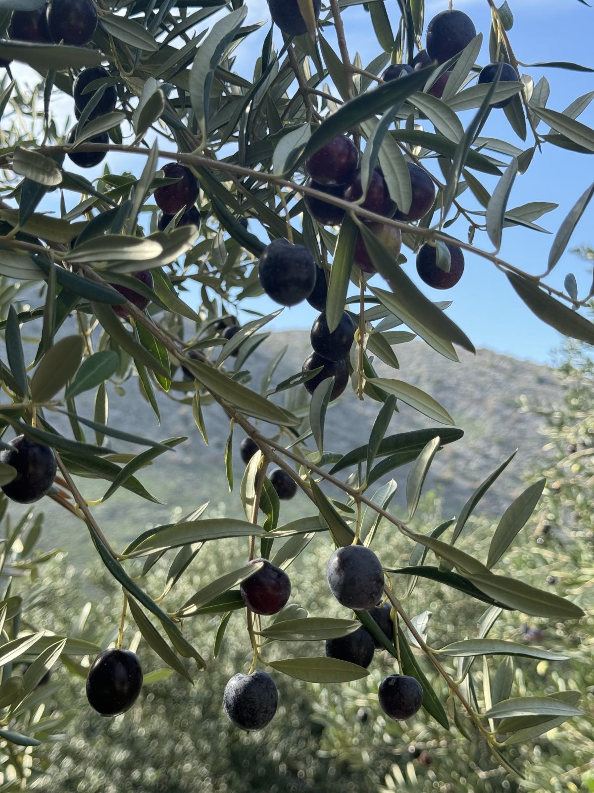 Crne masline (oblice)