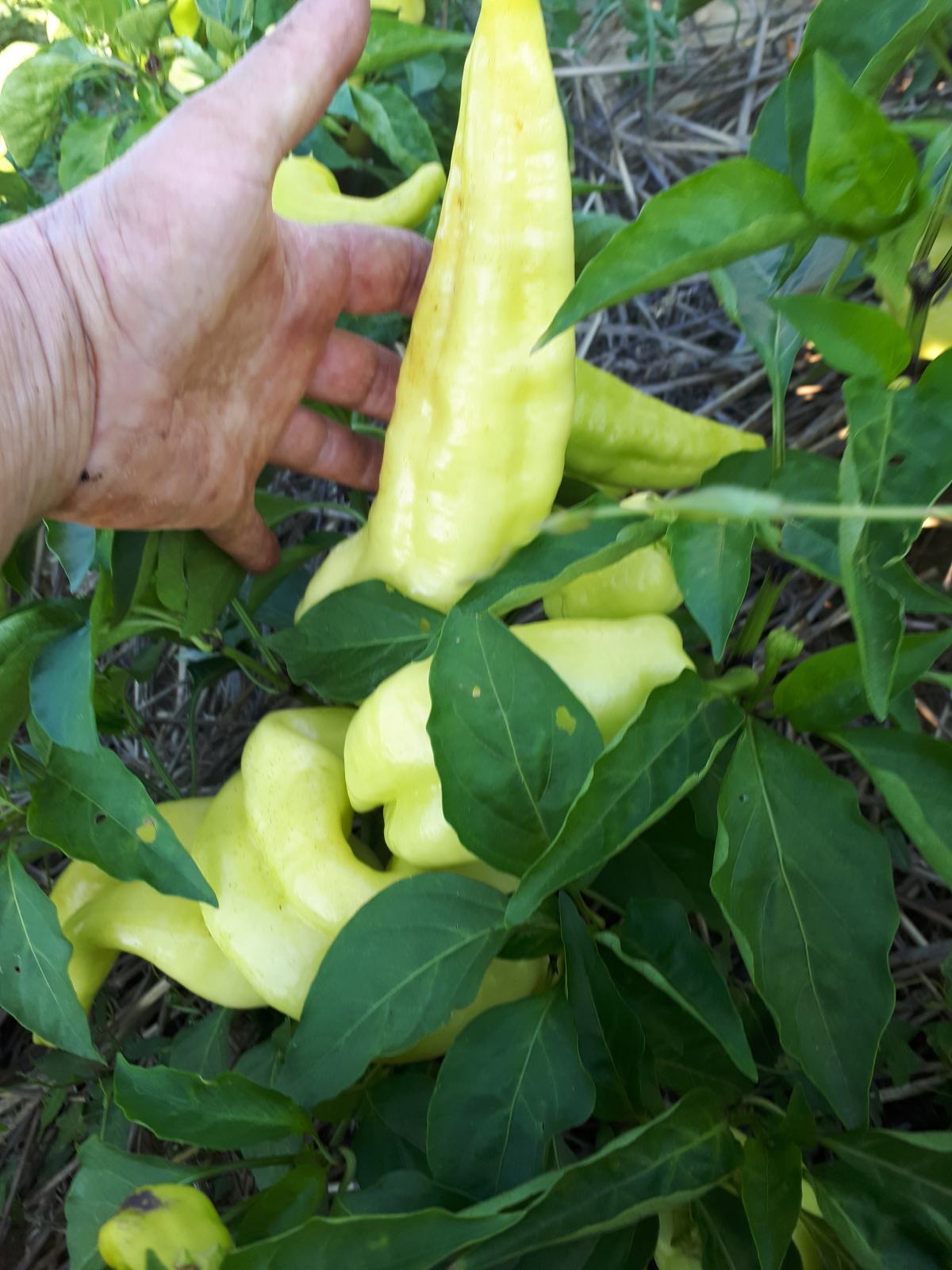 Rog paprika ljuta